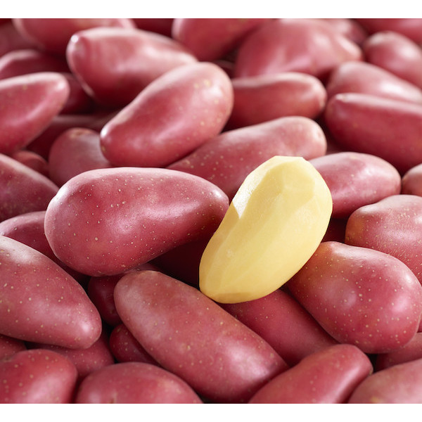 Pommes de terre de consommation rouge à chair ferme FILIÈRE QUALITÉ ...