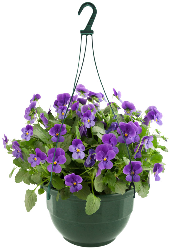 VIOLA SUSPENSION POT 3436905422307