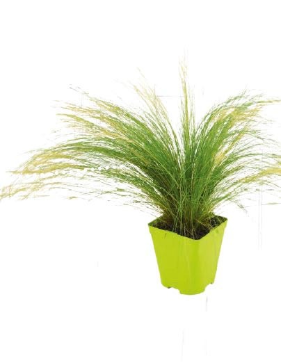 3601685685345 GRAMINÉE STIPA