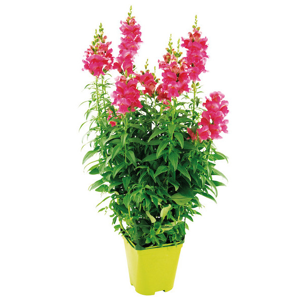 3601689714102 PLANTES FLEURIES