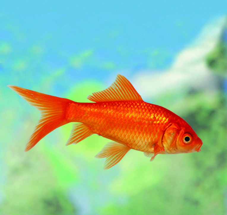 POISSON ROUGE(1) CARASSIUS 3614704639212