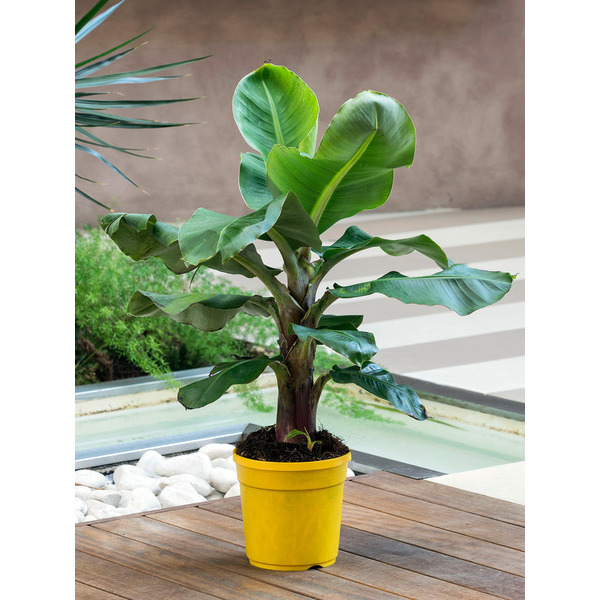 Musa (Bananier) (1) 5414707090625