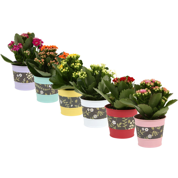 Mini kalanchoe 8717432369842